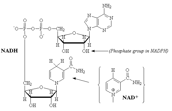 Chemical Structures of Biomolecules